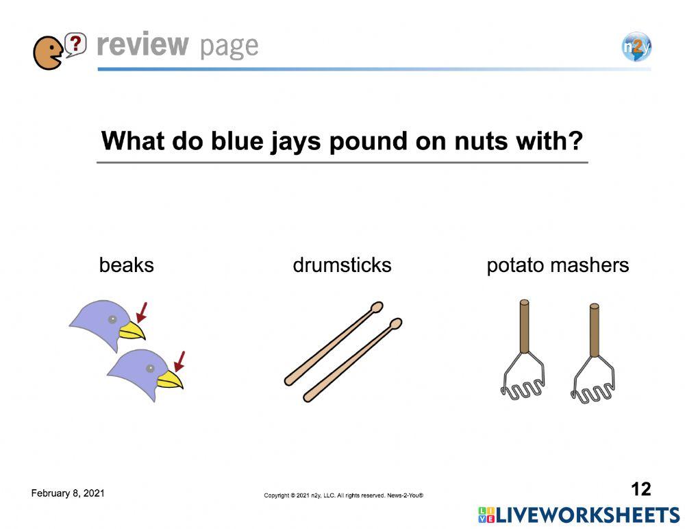 N2Y Birdwatch E… | Free Interactive Worksheets | 6404912