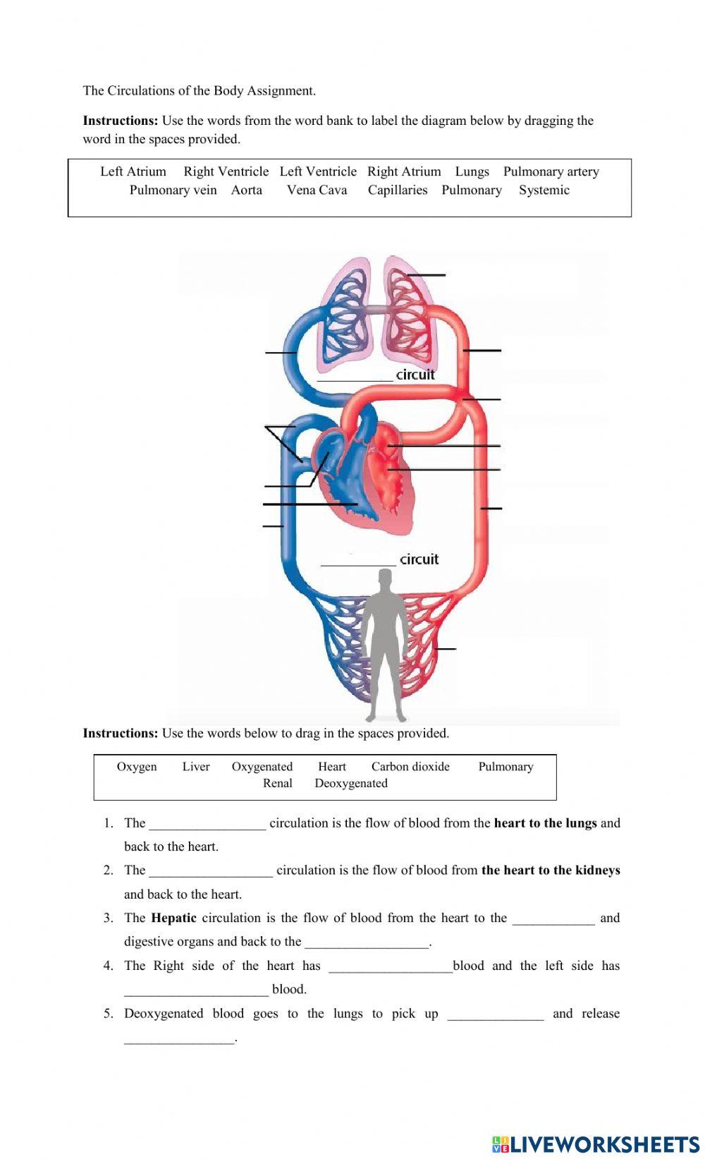 The Circulations of the Body Assignment 6405470 | Keturah