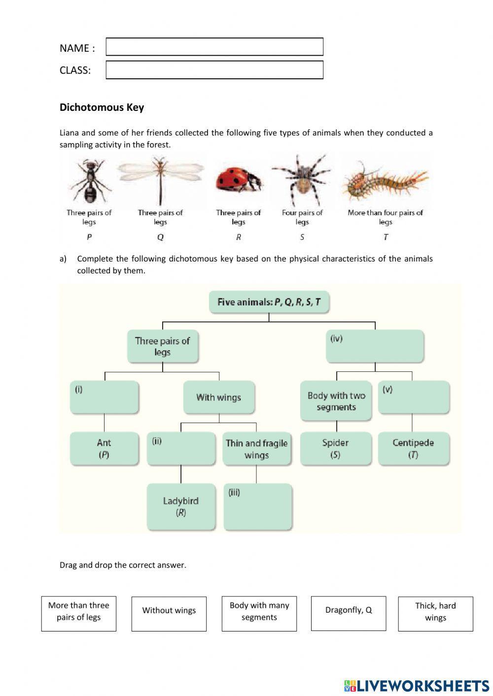 Dichotomous Key LiveWorksheets 697584 Dichotomous Key LiveWorksheets 697584