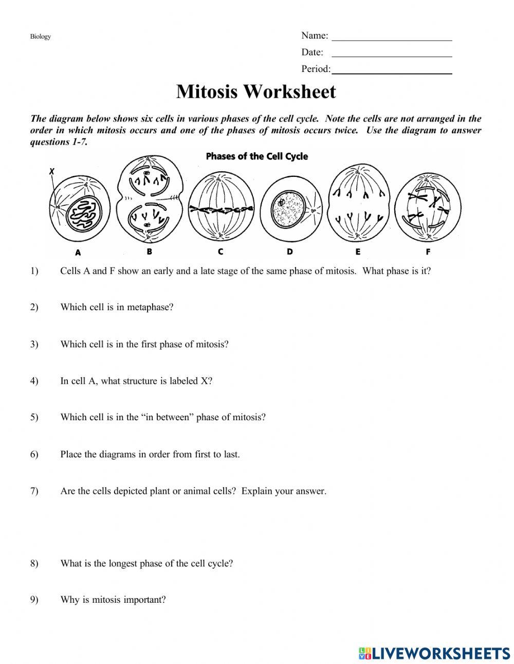 maria theresa Cruz | mitosis WS 4699683 | LiveWorksheets
