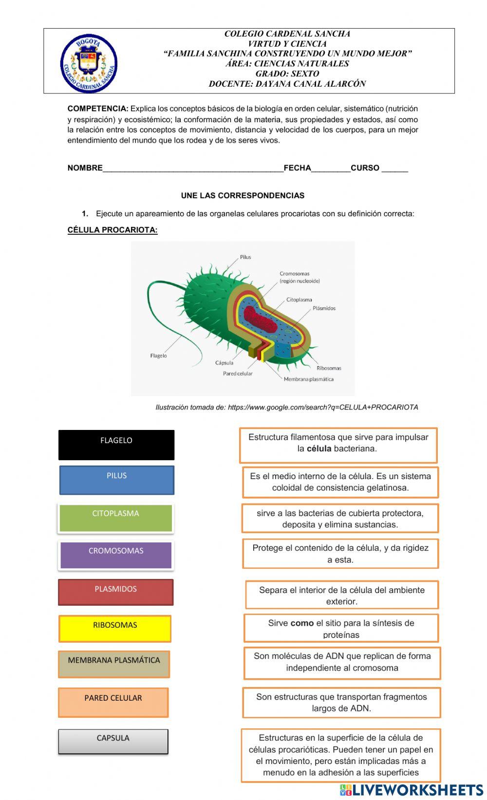Célula Procariota | Dayana Stheffanya Canal Alarcón