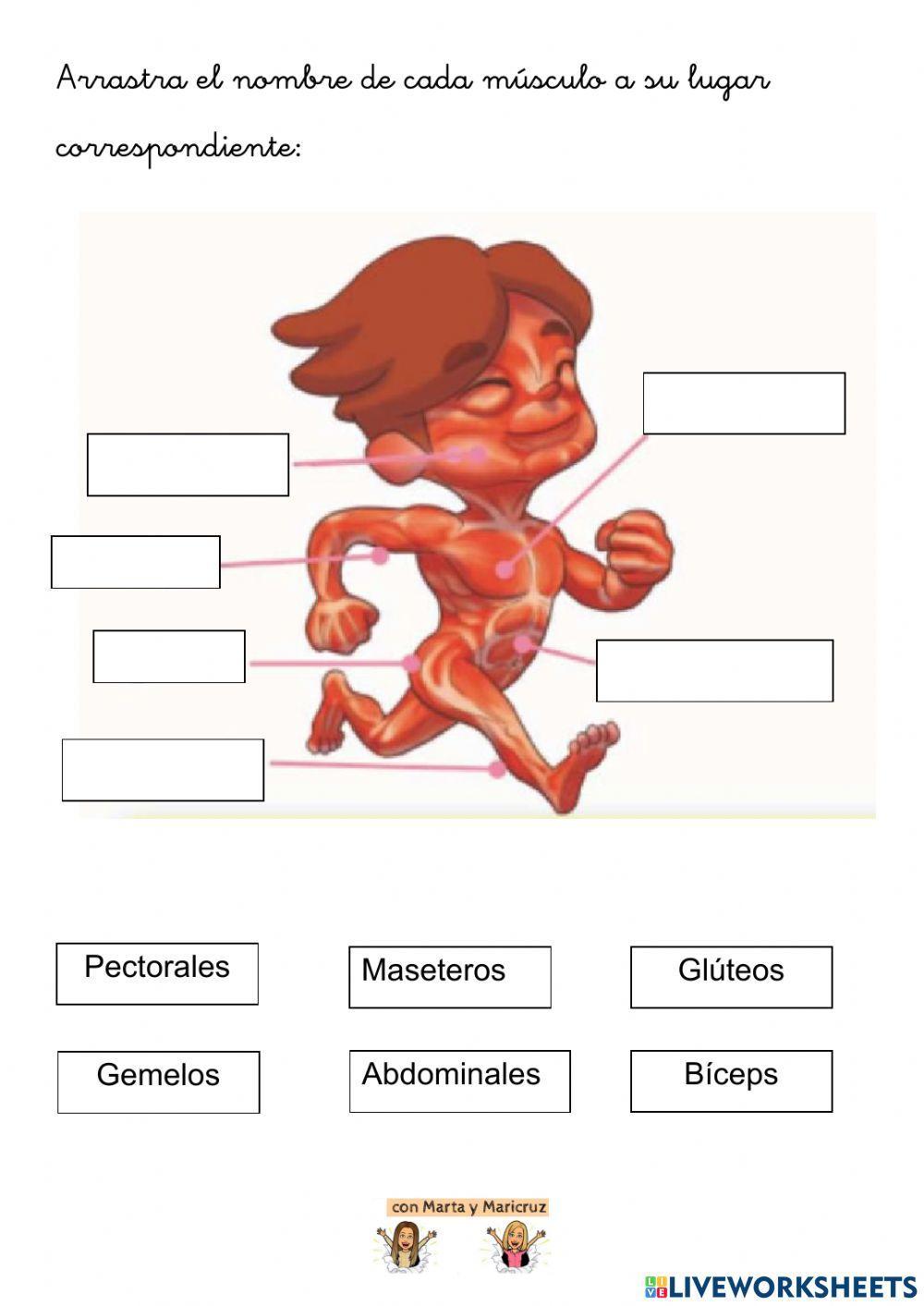 Los músculos | Free Interactive Worksheets | 701651