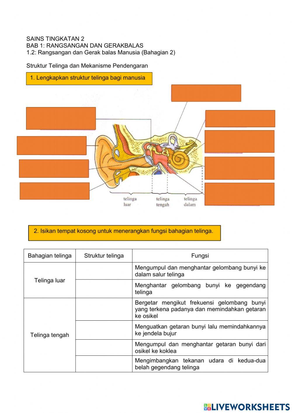 STRUKTUR TELINGA DAN MEKANISME PENDENGARAN 0705
