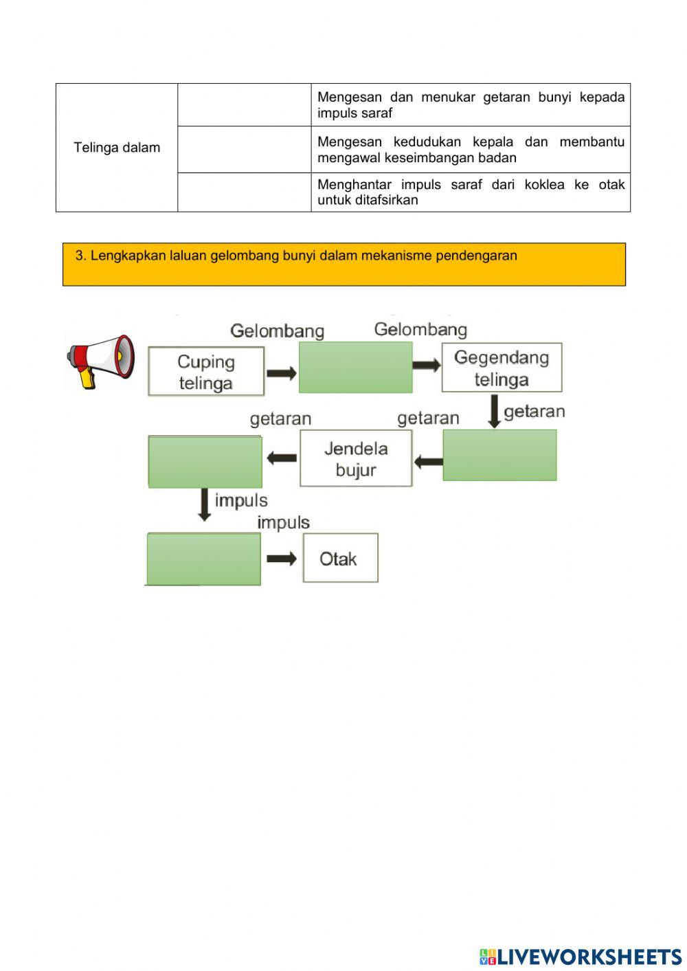 STRUKTUR TELINGA DAN MEKANISME PENDENGARAN 0705