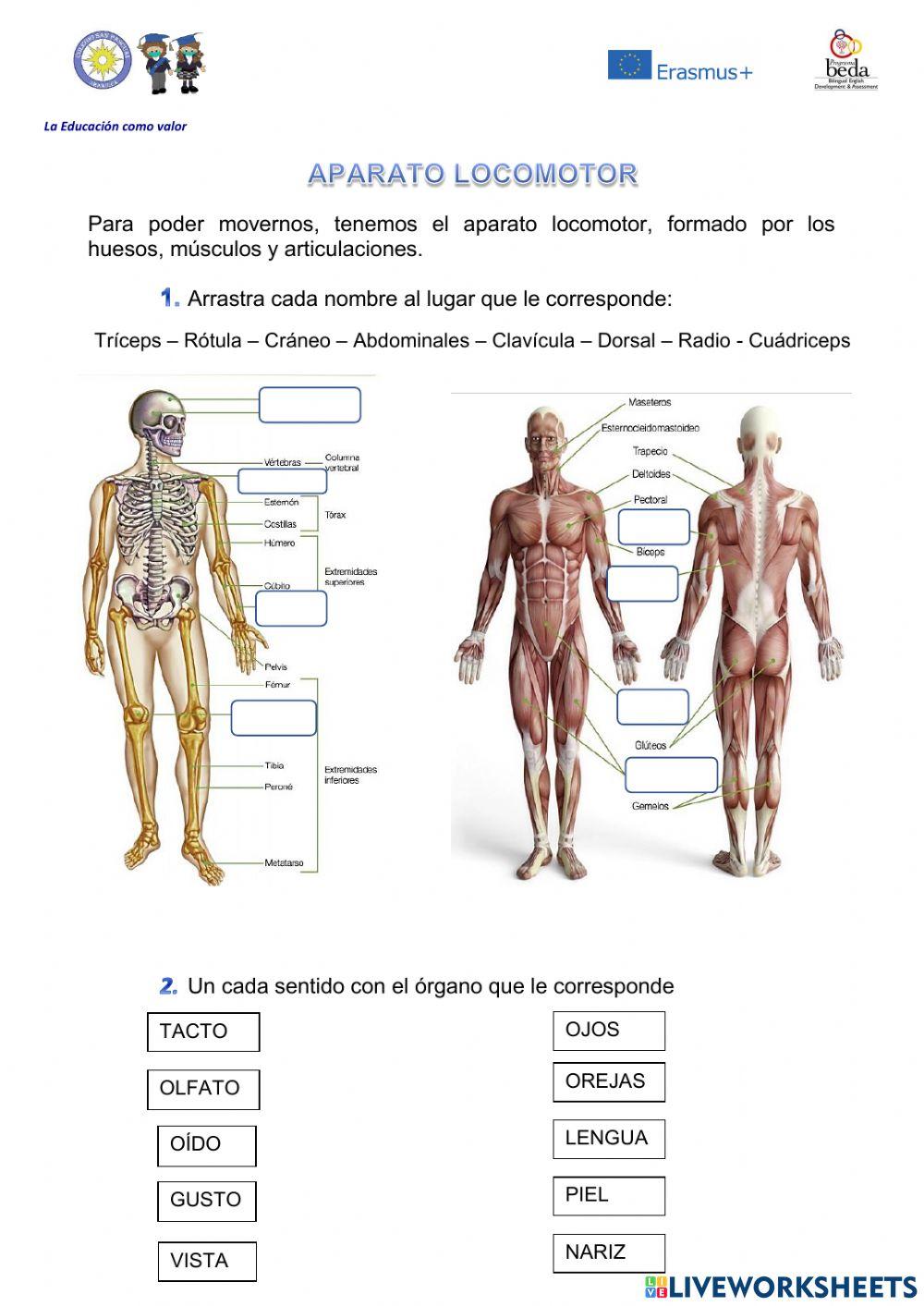 Aparato locomot… | Free Interactive Worksheets | 702175