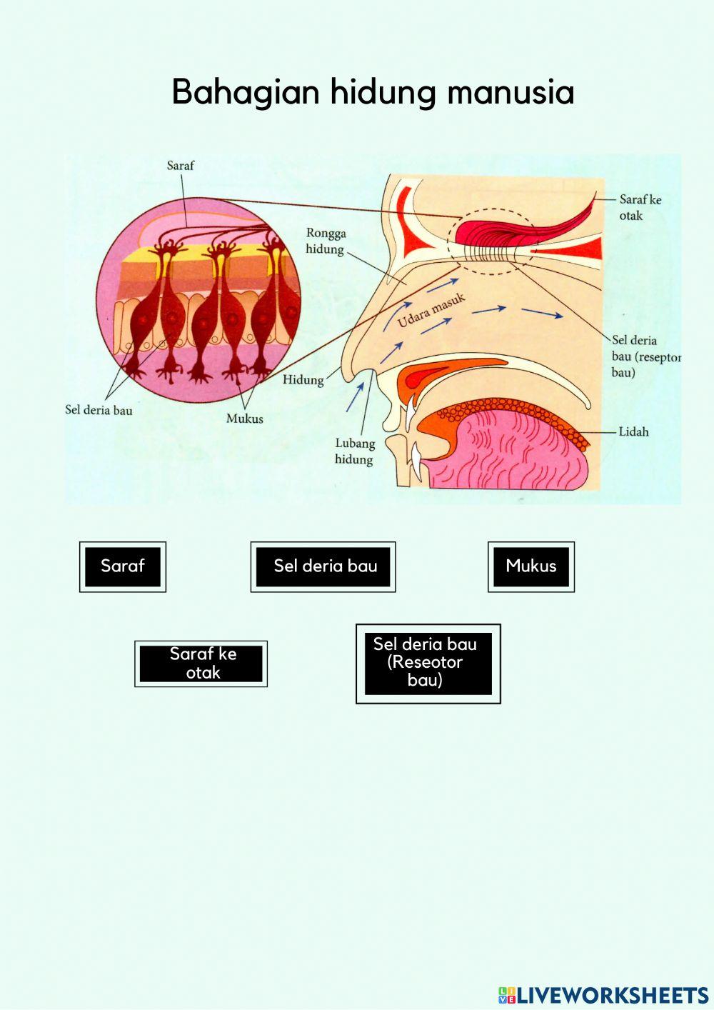 Sains tingkatan 3 bab 1: bahagian hidung 704247
