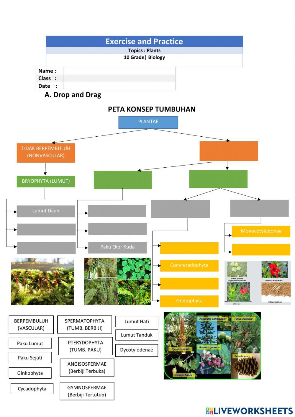 Peta Konsep Tumbuhan worksheet | Live Worksheets