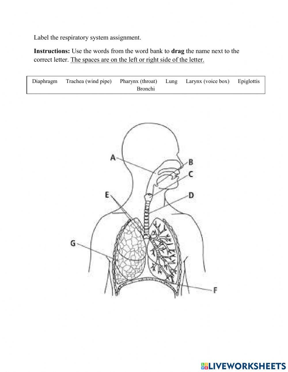 Respiratory System Labeled Diagram Worksheet Rana Al_omari رنا
