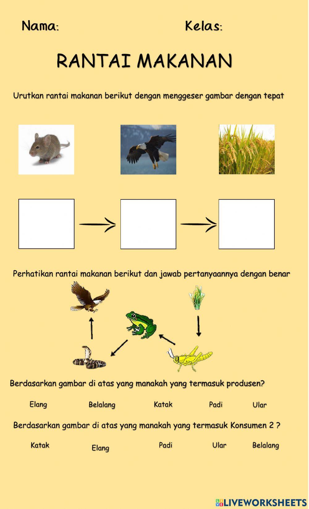 Lkpd Rantai Makanan Interactive Activity For Grade 9 Live Worksheets Porn Sex Picture