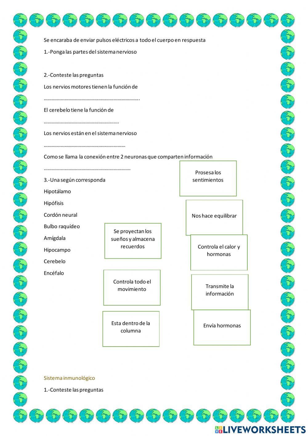 Anatomía humana interactive worksheet | Live Worksheets