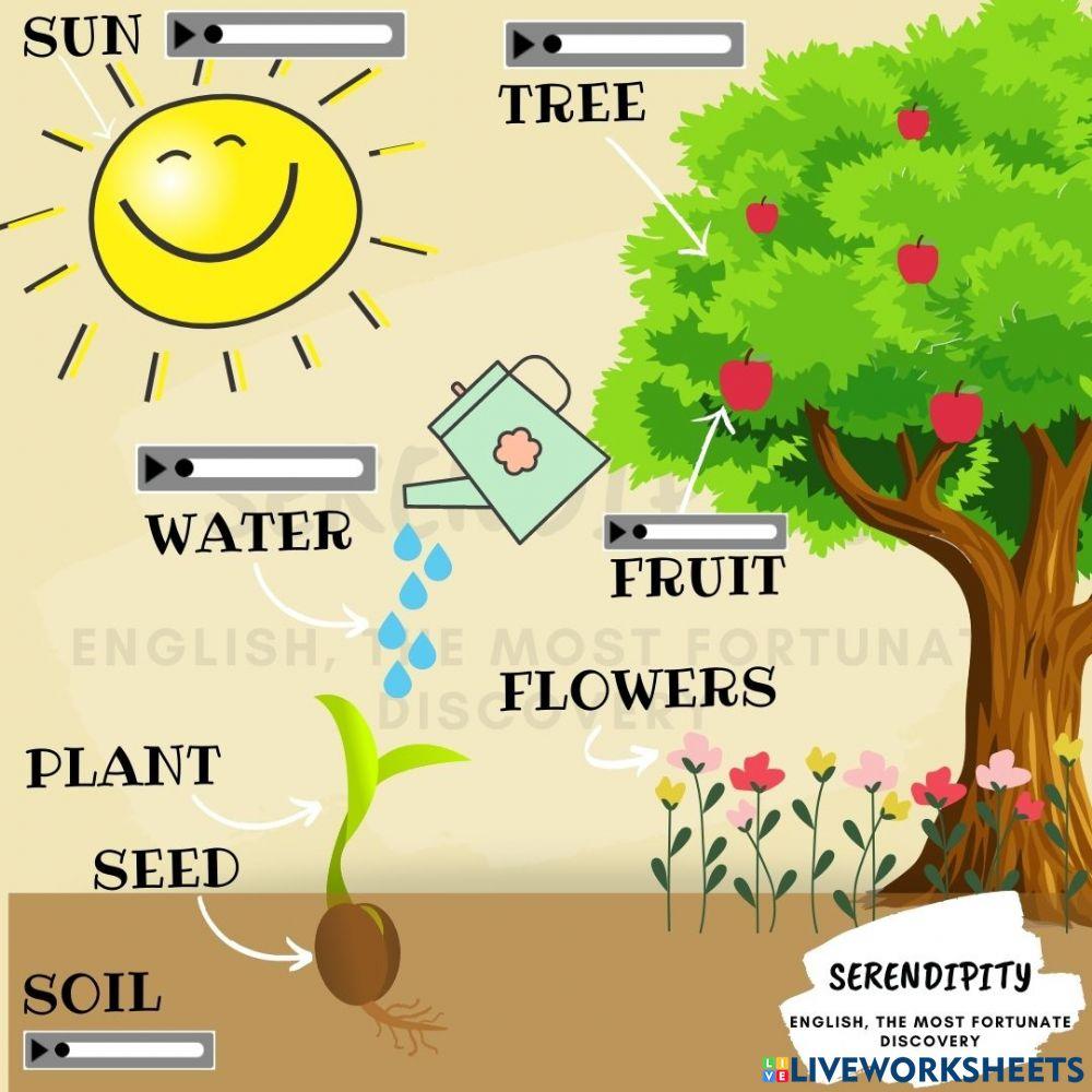 Plant worksheet for first contact | Live Worksheets