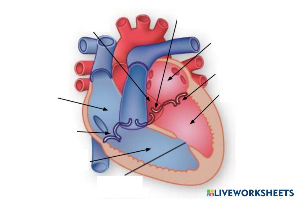 771204 | Partes del corazón | nuriacabanero