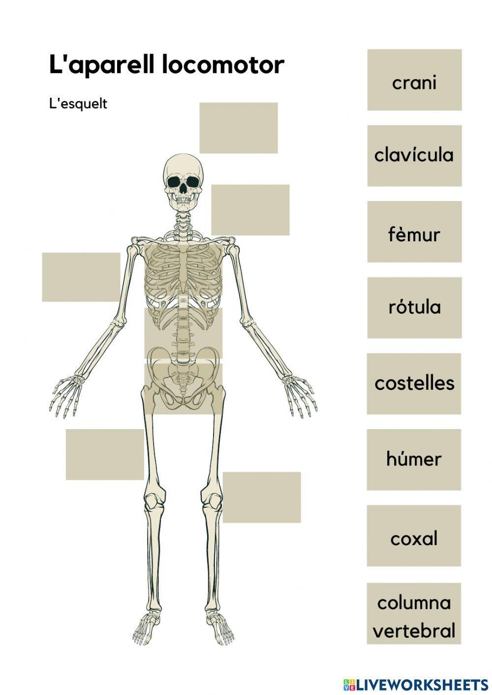 L'esquelet interactive exercise | Live Worksheets
