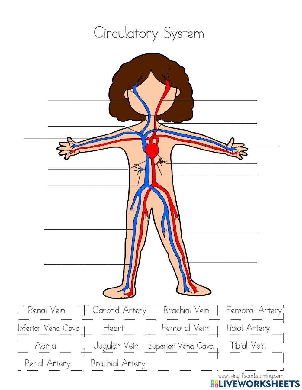 circulatory System labelling 4814126 | Stephanie Cavender