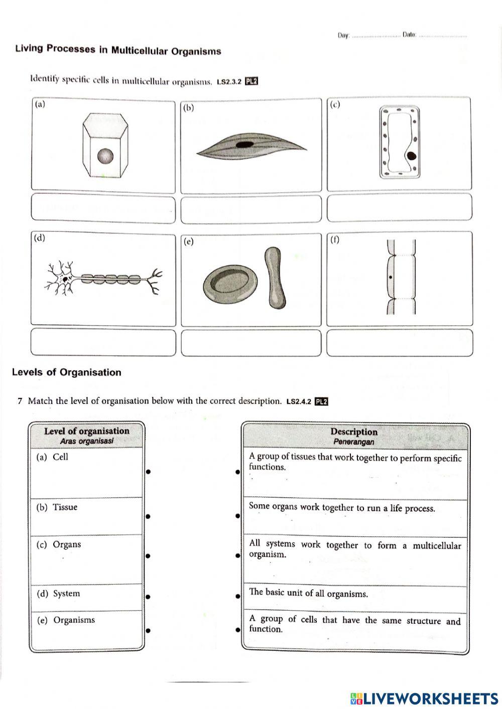 anoretna | F4 Bio Chapter 2 4860333 | LiveWorksheets