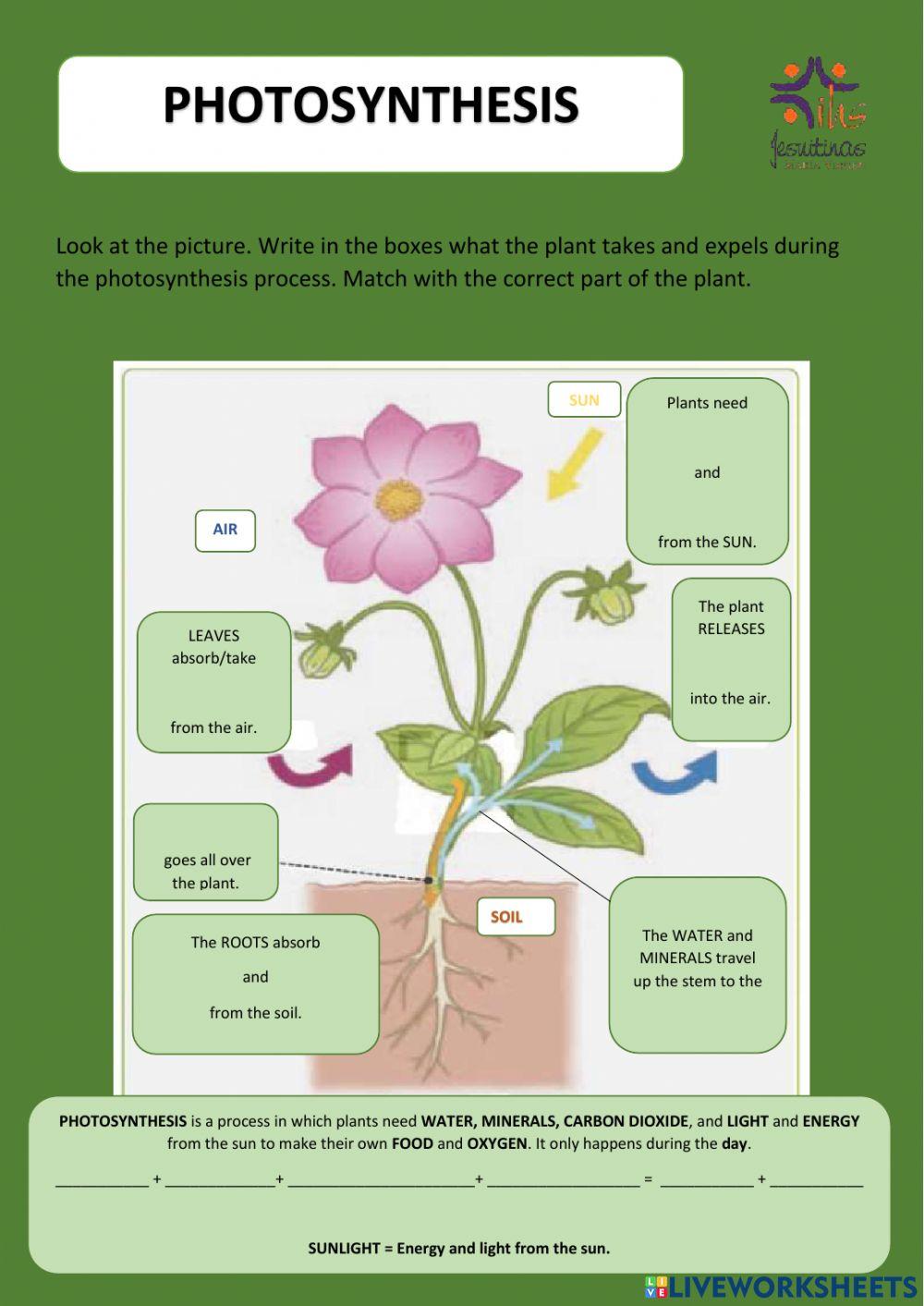 Photosynthesis | Free Interactive Worksheets | 803191