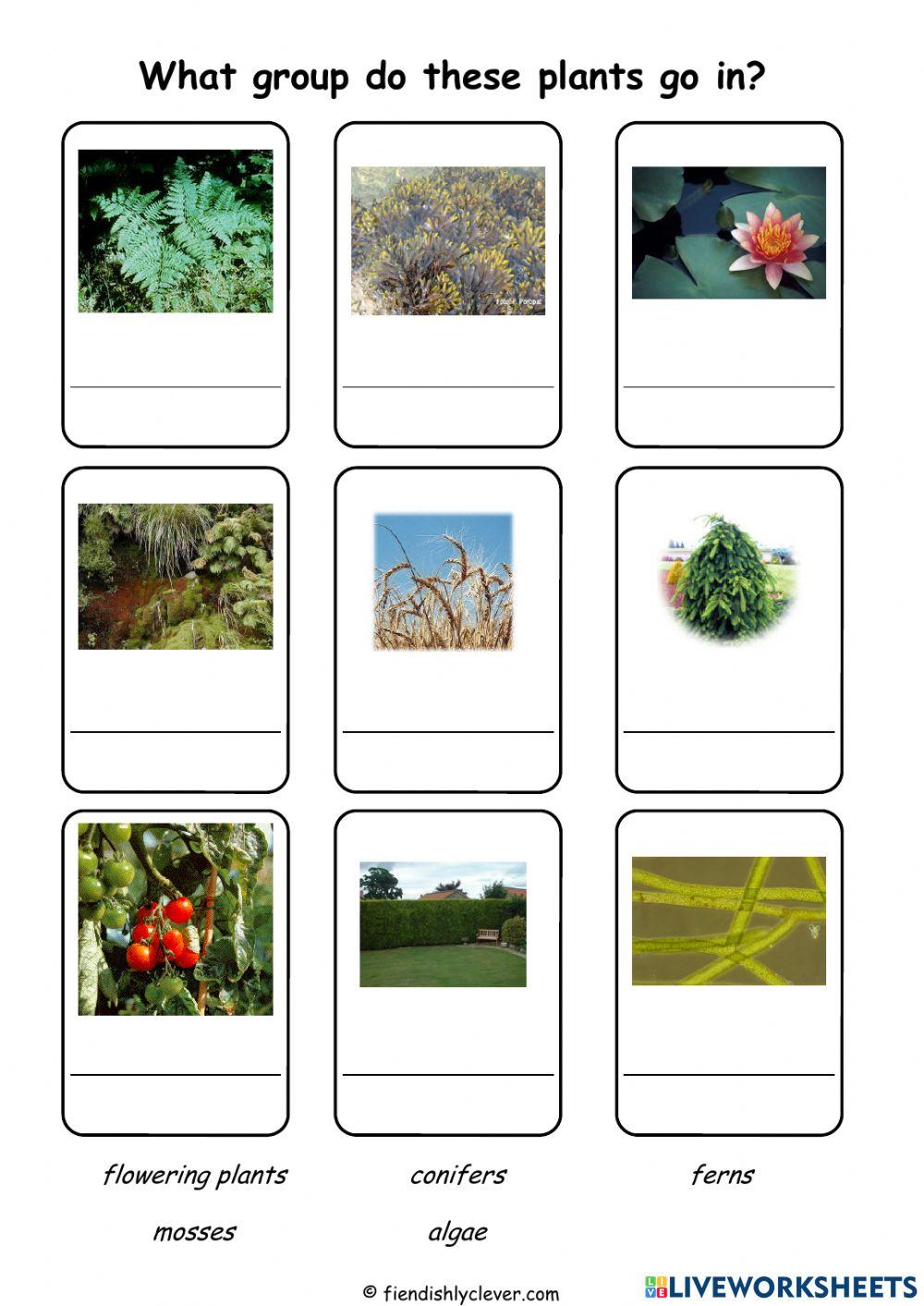 CLASSIFYING PLA… | Free Interactive Worksheets | 4861882