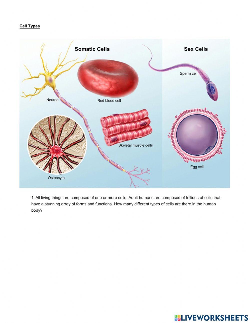 Cells and Tissue Overview 1115 | Grace Vogt | Live