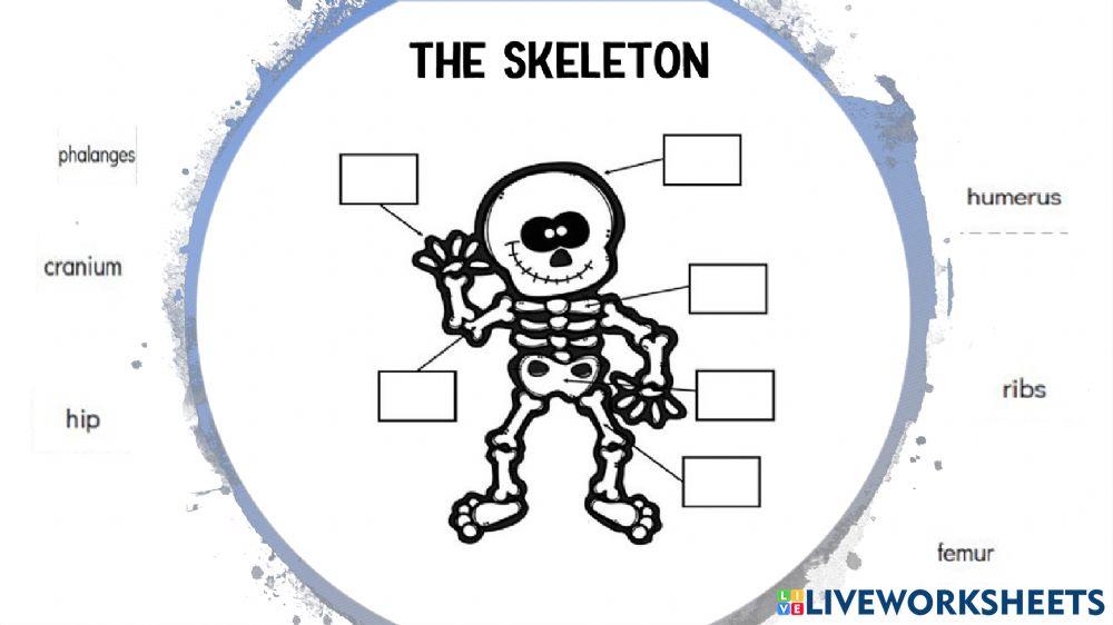 808522 | The skeleton | dianaacevedo | LiveWorksheets