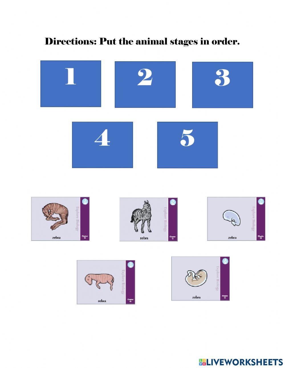 Animal Stages in Order | AbuEita | Live Worksheets