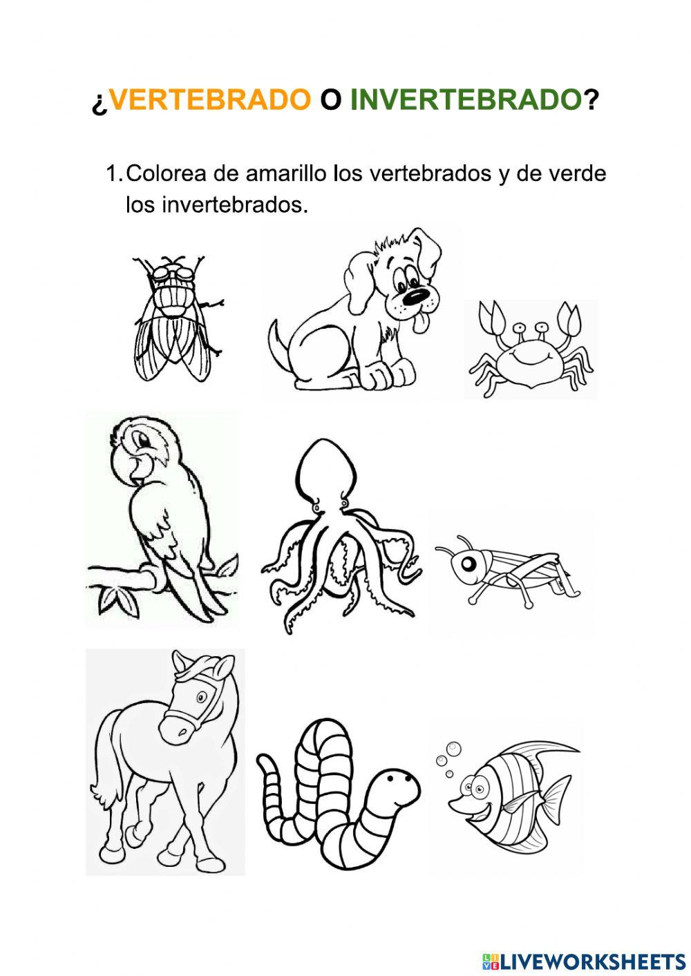 Mas De 25 Ideas Increibles Sobre Vertebrados E Invertebrados En ... Mas De 25 Ideas Increibles Sobre Vertebrados E Invertebrados En ...