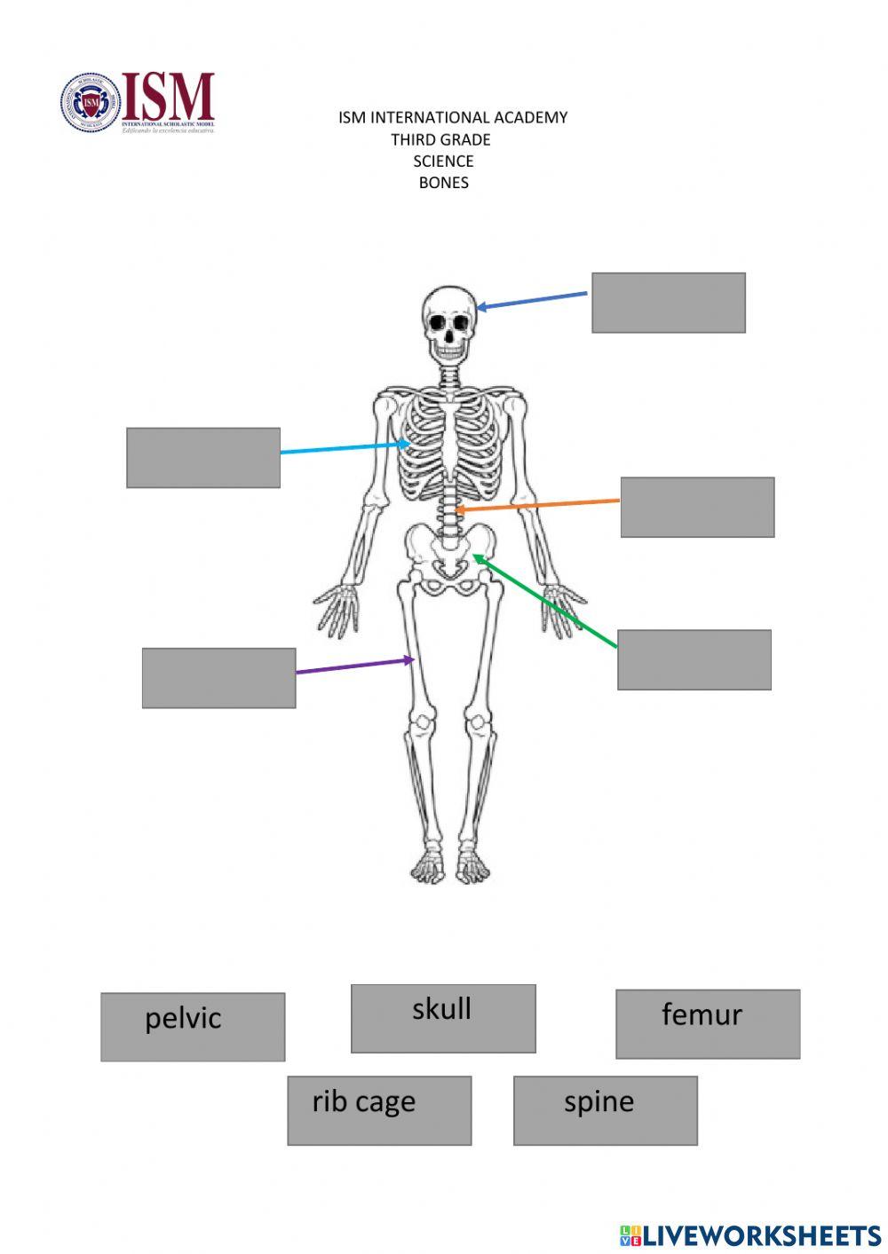 Five bones worksheet | Live Worksheets