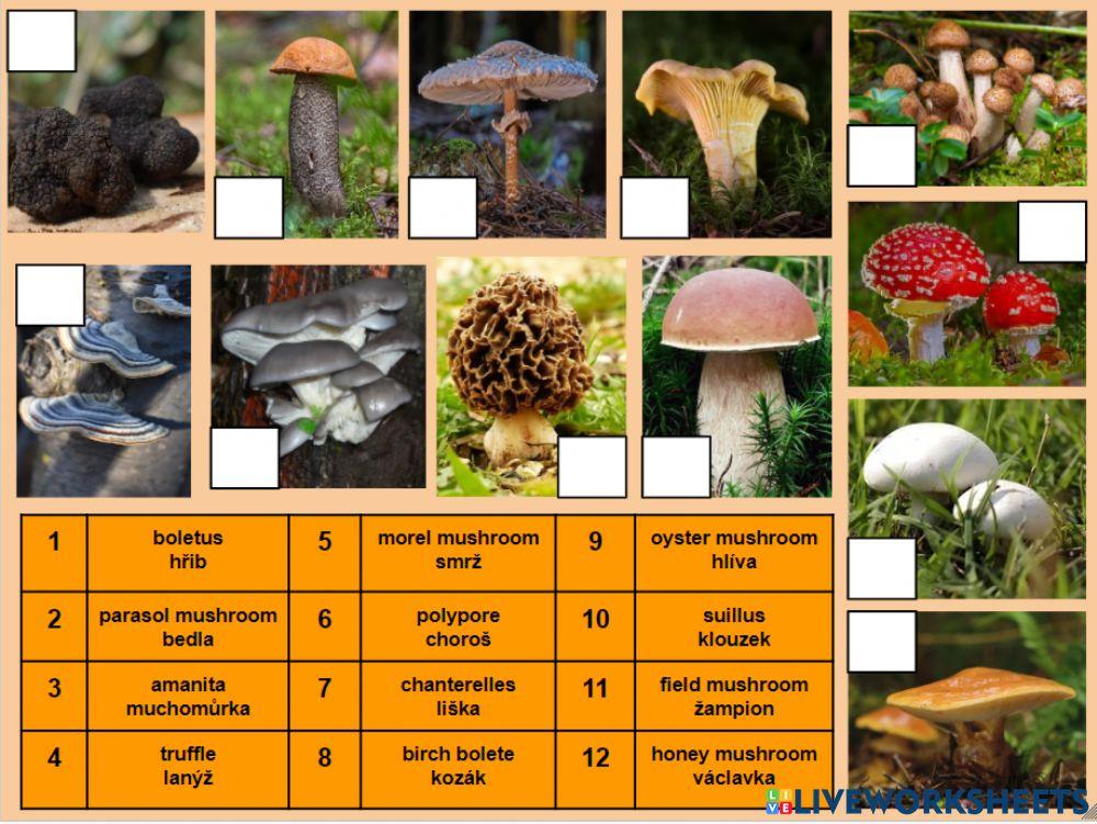 813829 | Mushroom | Markéta Jurková | LiveWorksheets