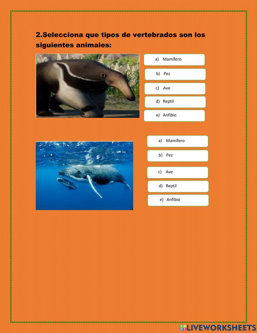 Animales vertebrados worksheet for 4to | Live Worksheets