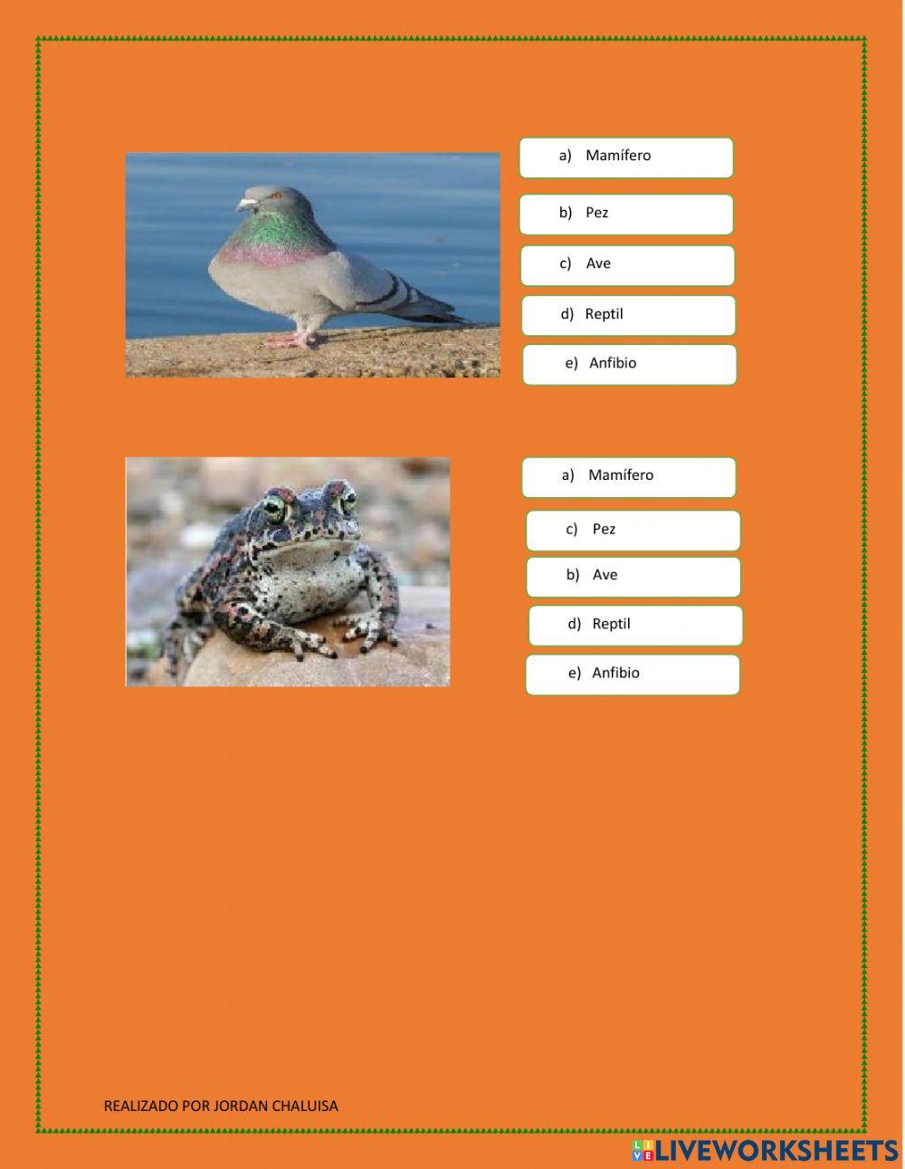 Animales vertebrados worksheet for 4to | Live Worksheets