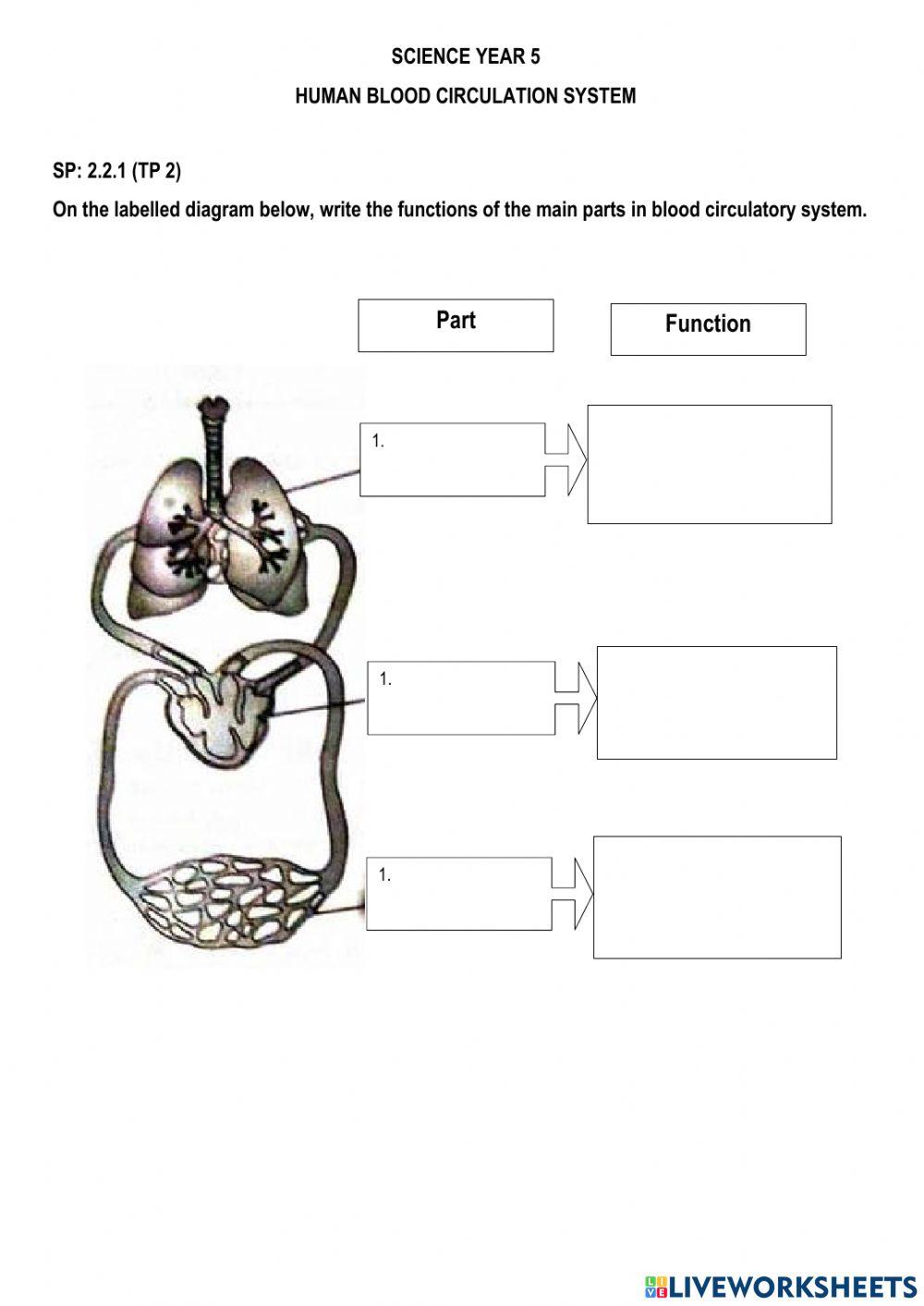 circulation system worksheet