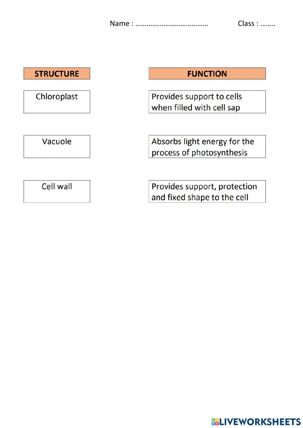 4877476 | Match the structure and function of plant cell