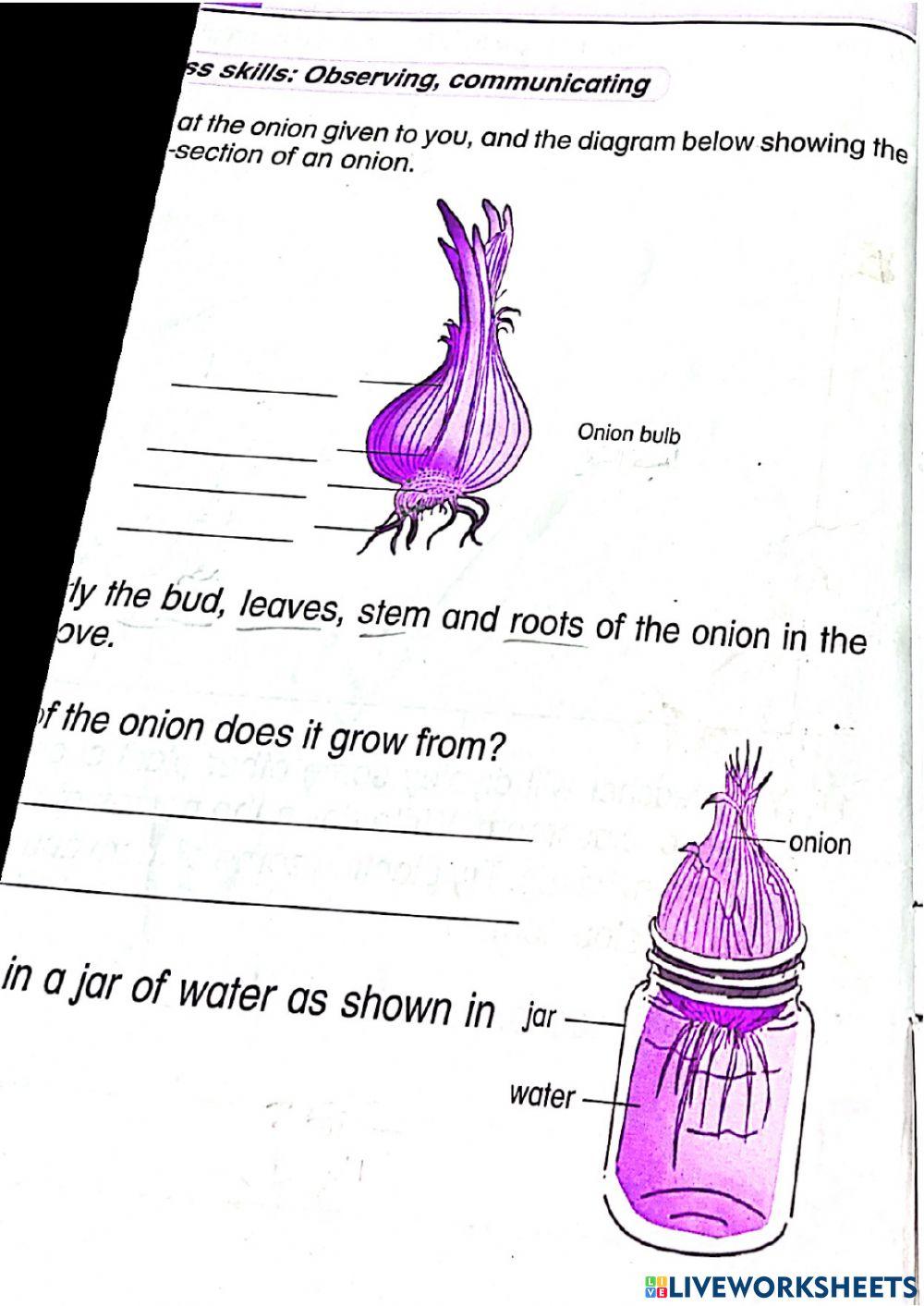 Life cycle of a plant grown from bulb worksheet | Live Worksheets