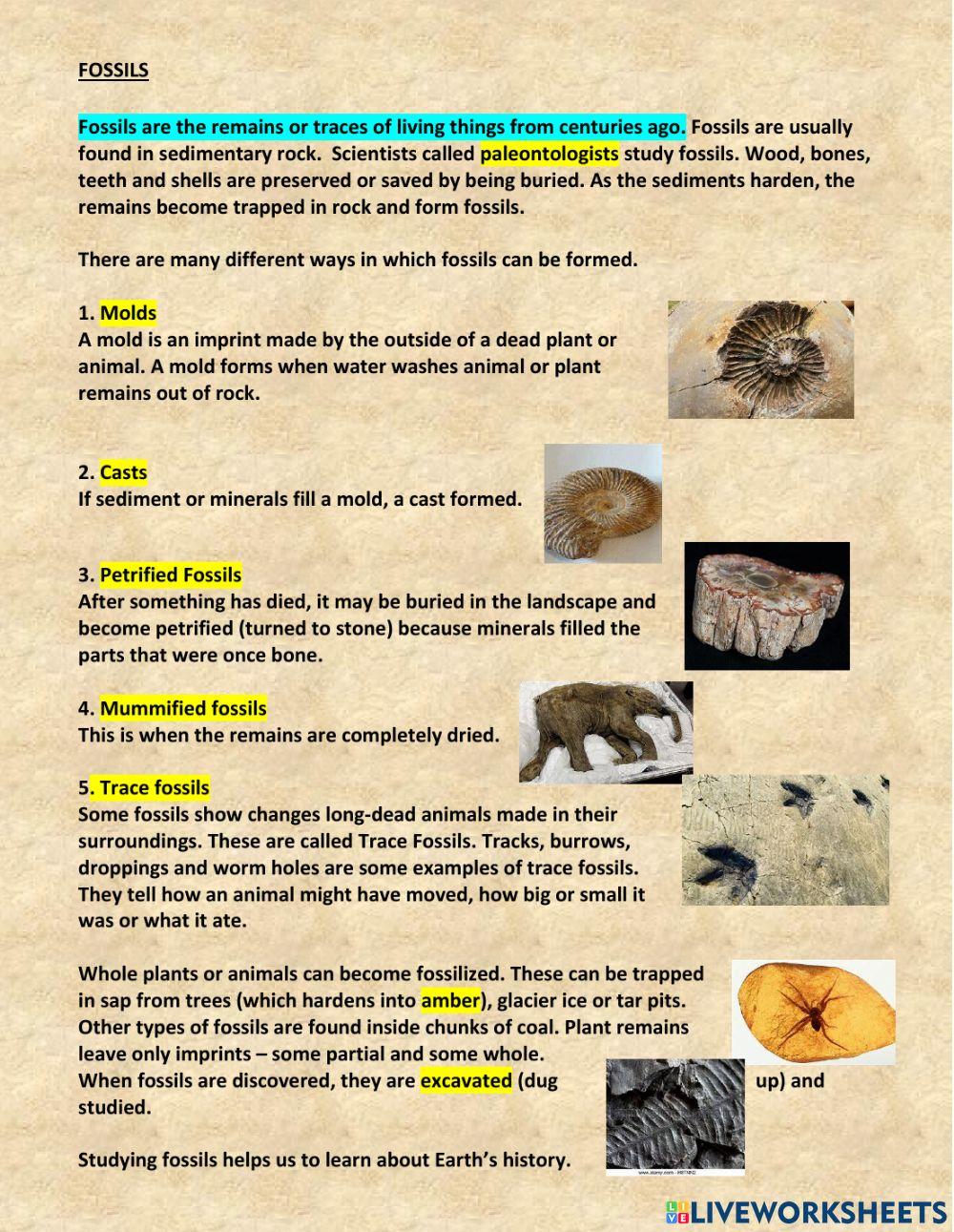 fossils online exercise for | Live Worksheets