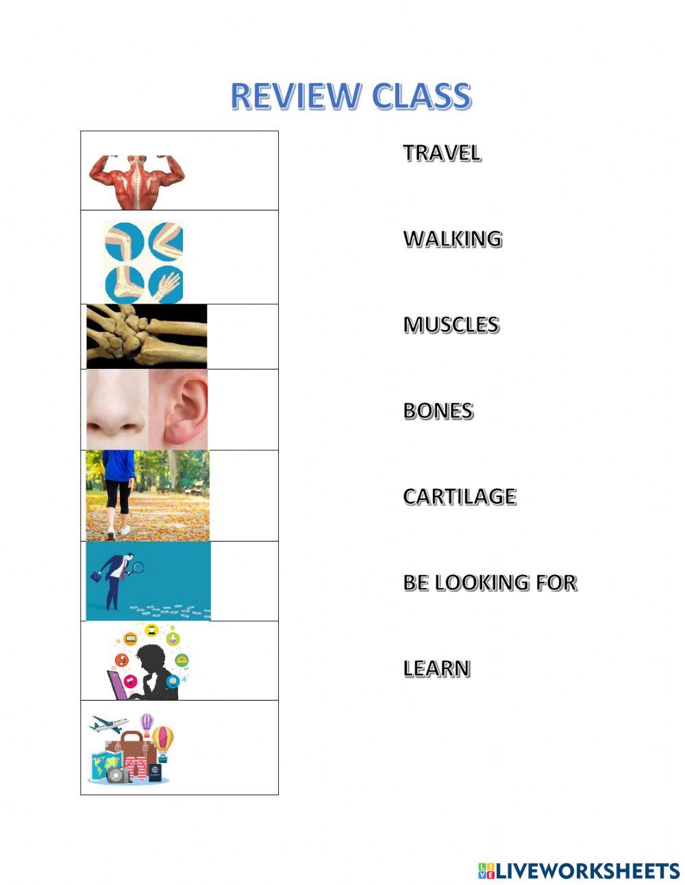 Músculos,huesos worksheet | Live Worksheets