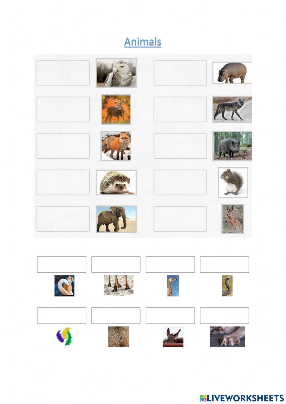 Animals vocabulary - test worksheet | Live Worksheets
