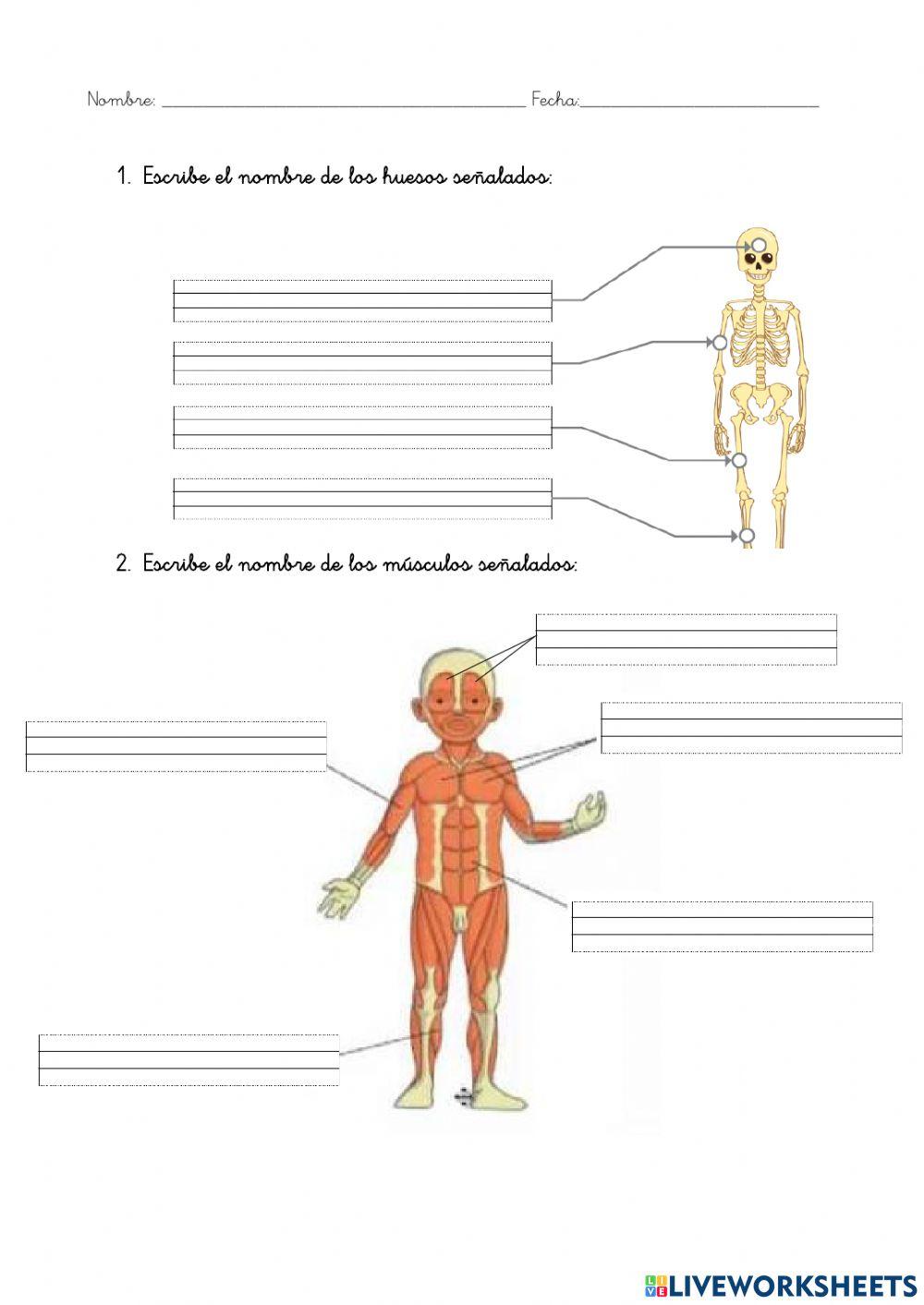 Músculos y Huesos activity | Live Worksheets