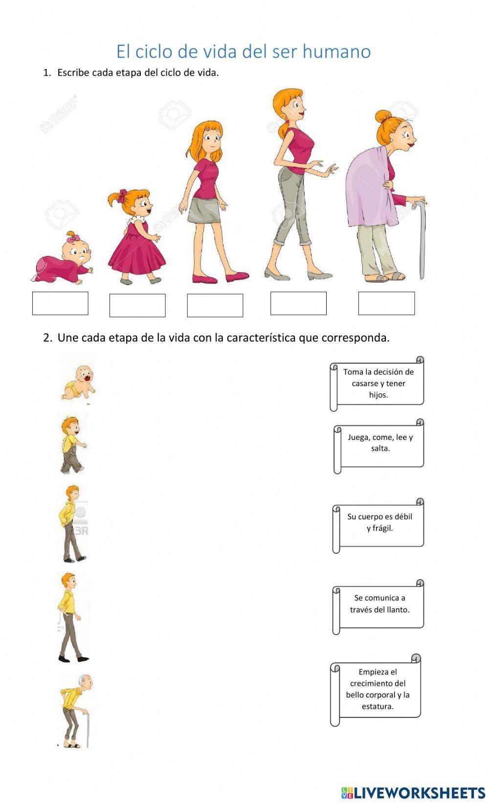 Etapas Del Ciclo De Vida Del Ser Humano Ciclo De Vida - vrogue.co Etapas Del Ciclo De Vida Del Ser Humano Ciclo De Vida - vrogue.co