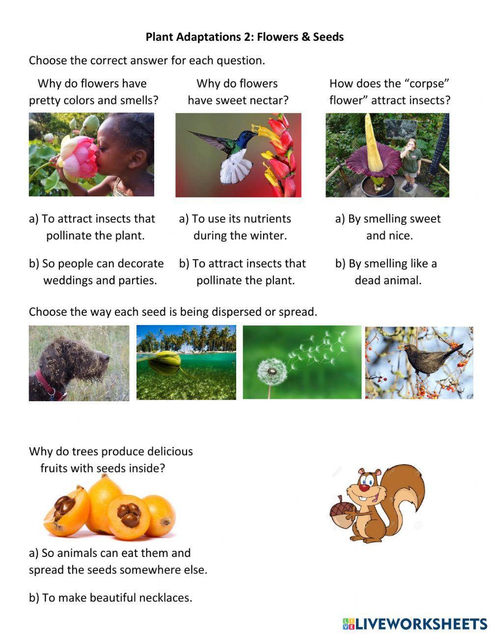 Plant Adaptations Worksheets