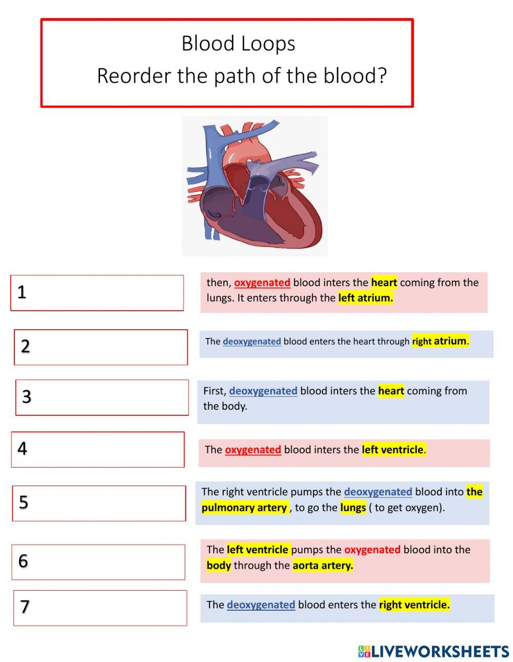 The blood loop | Free Interactive Worksheets | 776608