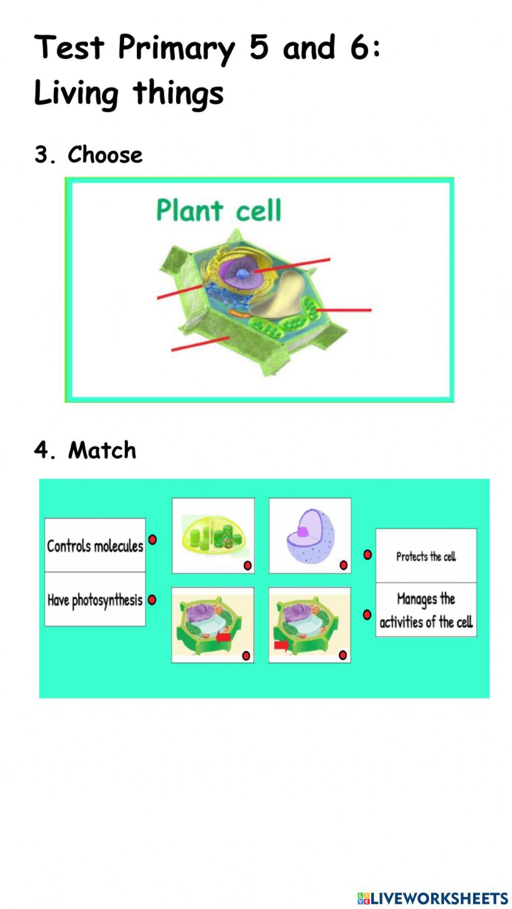 Test P5 and 6: … | Free Interactive Worksheets | 839188