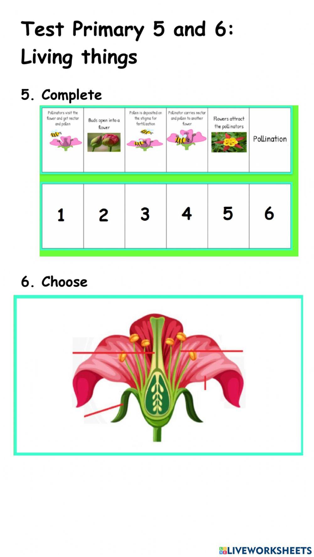 Test P5 and 6: … | Free Interactive Worksheets | 839188