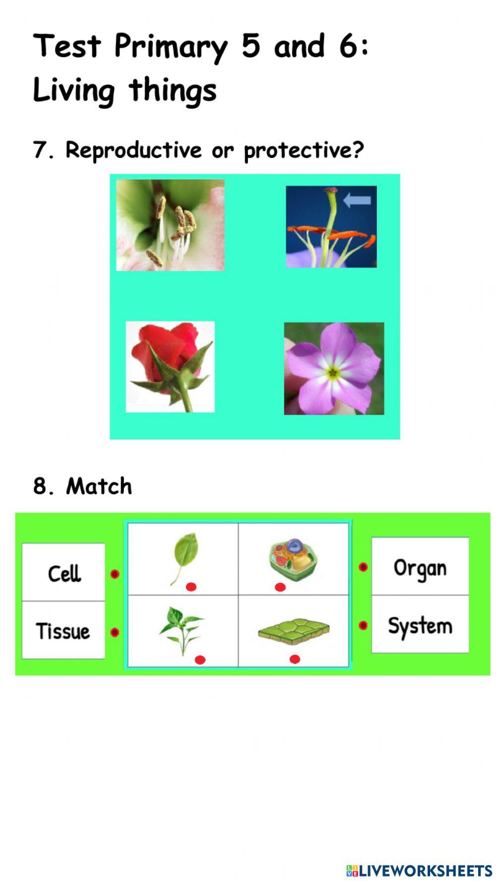 Test P5 and 6: … | Free Interactive Worksheets | 839188