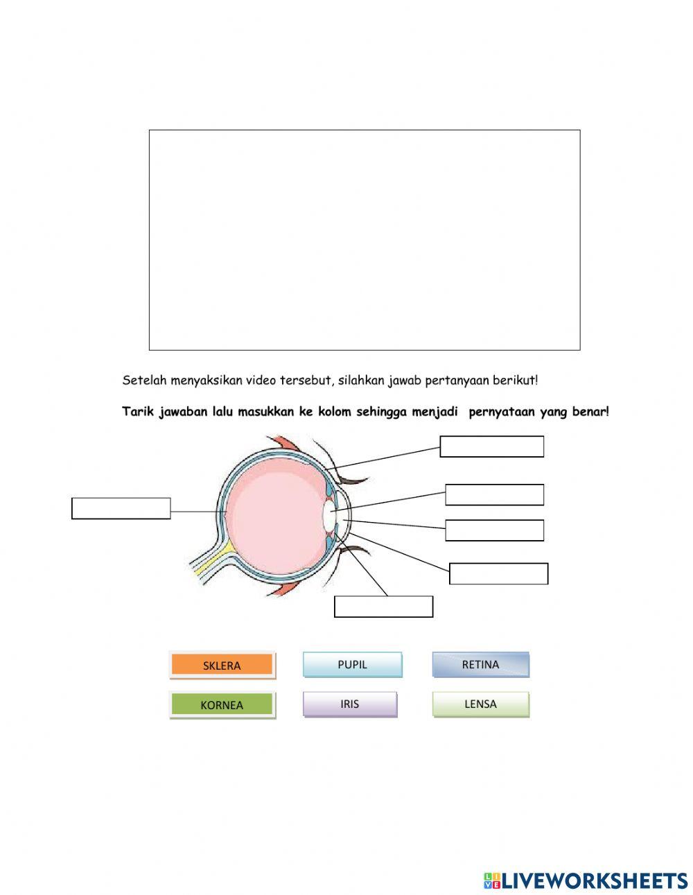 LKPD alat optik Mata) worksheet | Live Worksheets