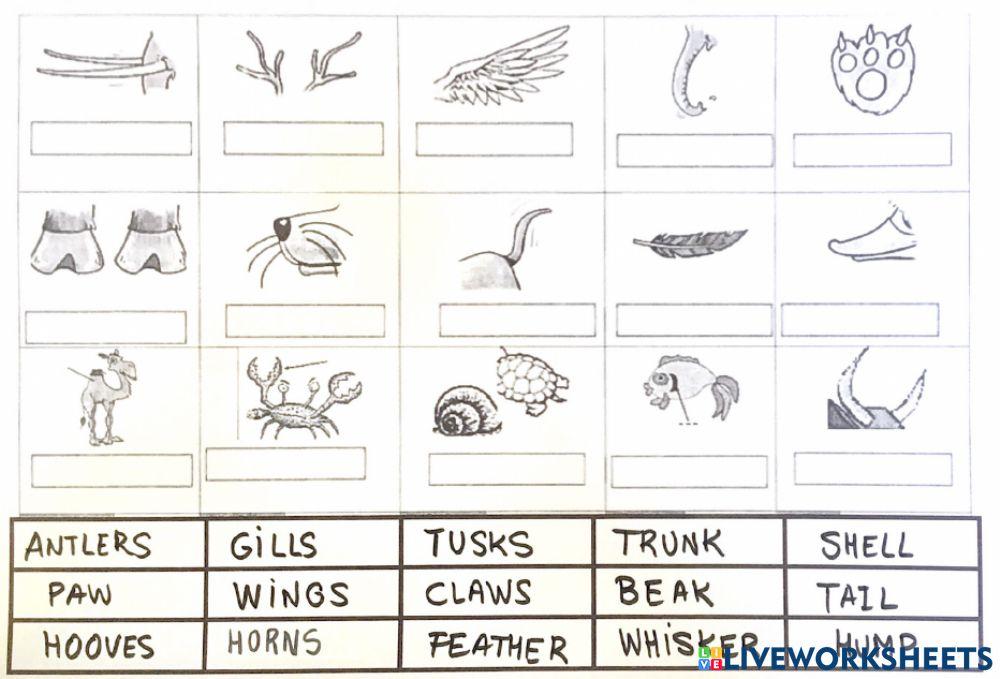 Animal body parts exercise for TERCERO PRIMARIA | Live Worksheets