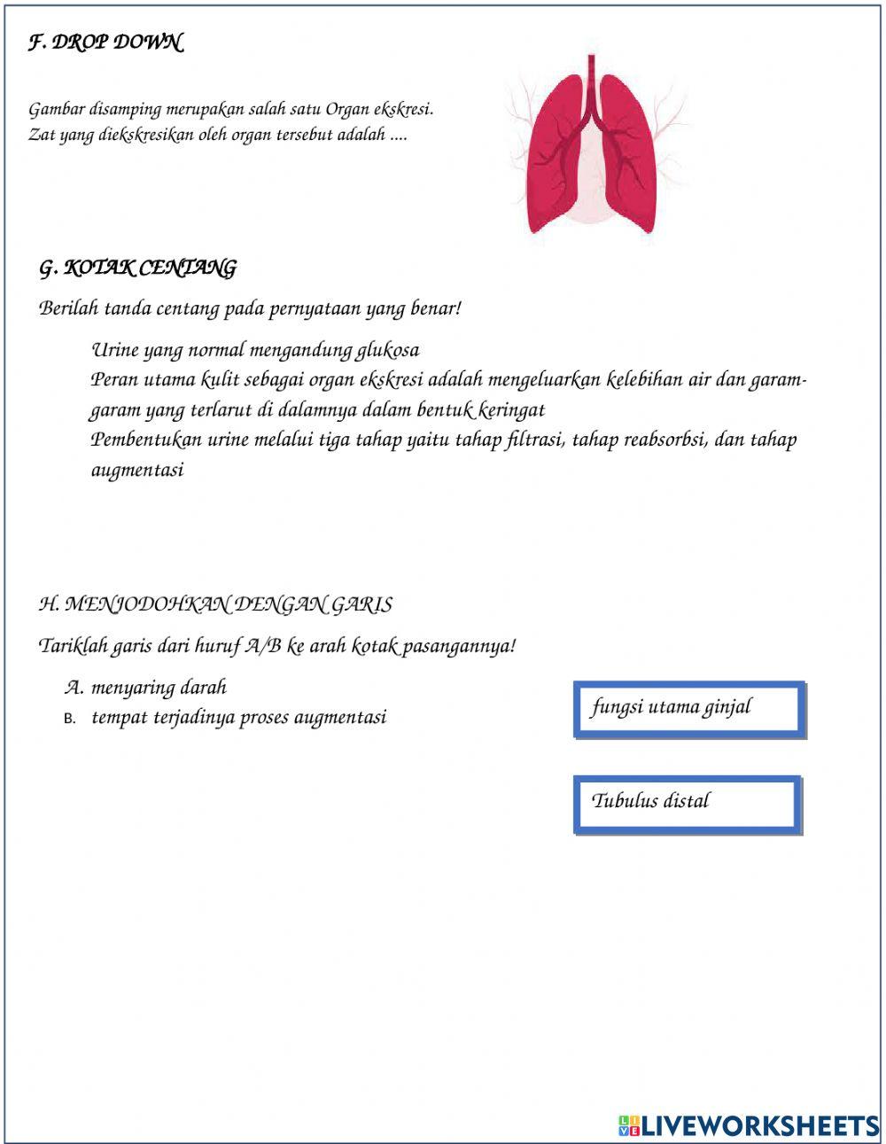 Latihan E-LKPD sistem ekskresi 1 worksheet | Live Worksheets