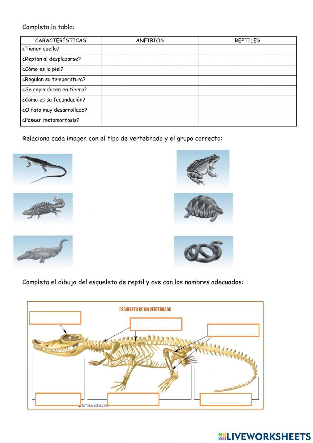 Vertebrados | Free Interactive Worksheets | 849415