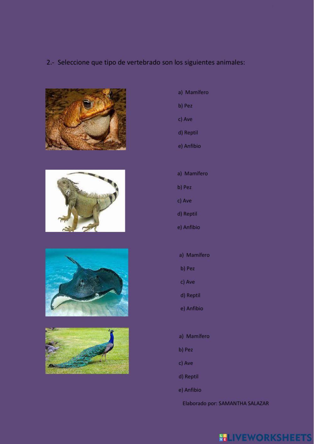 Animales vertebrados exercise for 4 grado | Live Worksheets