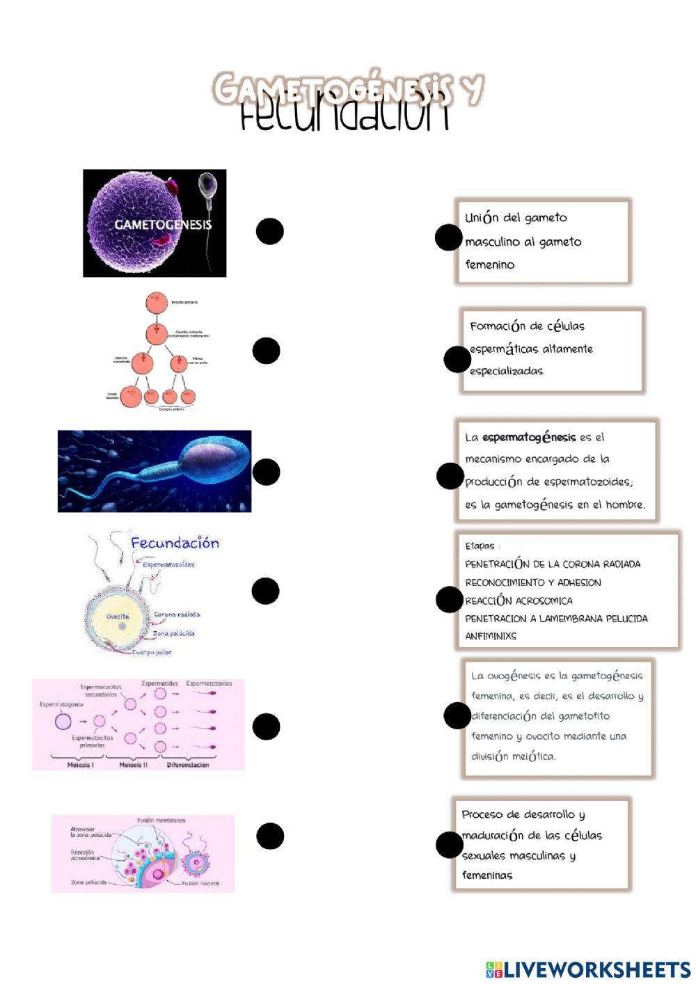 Gametogénesis y… | Free Interactive Worksheets | 856543