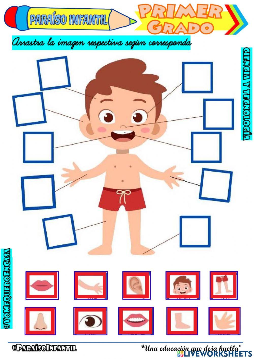 Partes Del Cuerpo Worksheet Las Partes Del Cuerpo (¡El Marinero