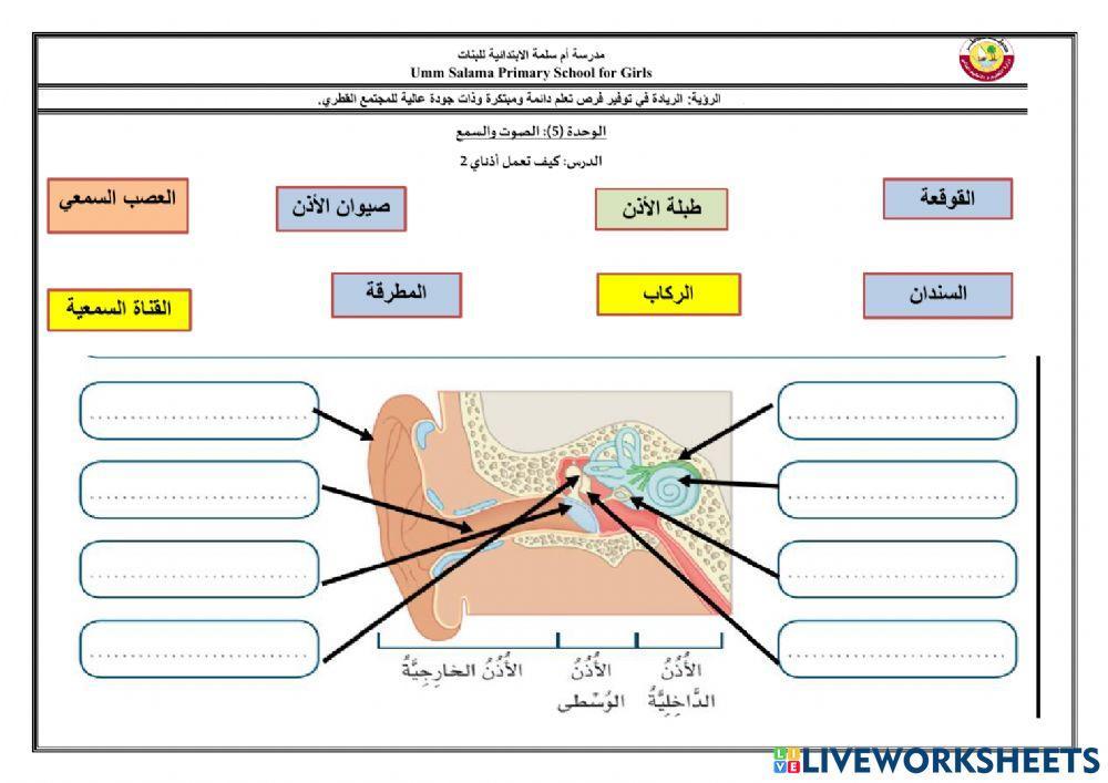 860900 اجزاء الأذن 2 Wifaq Mohamed Eljyali